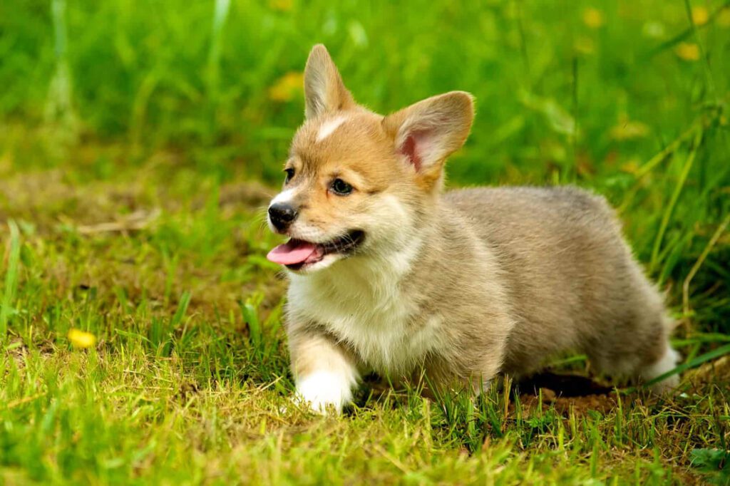 Are Corgis Good Family Dogs? - MyFavCorgi