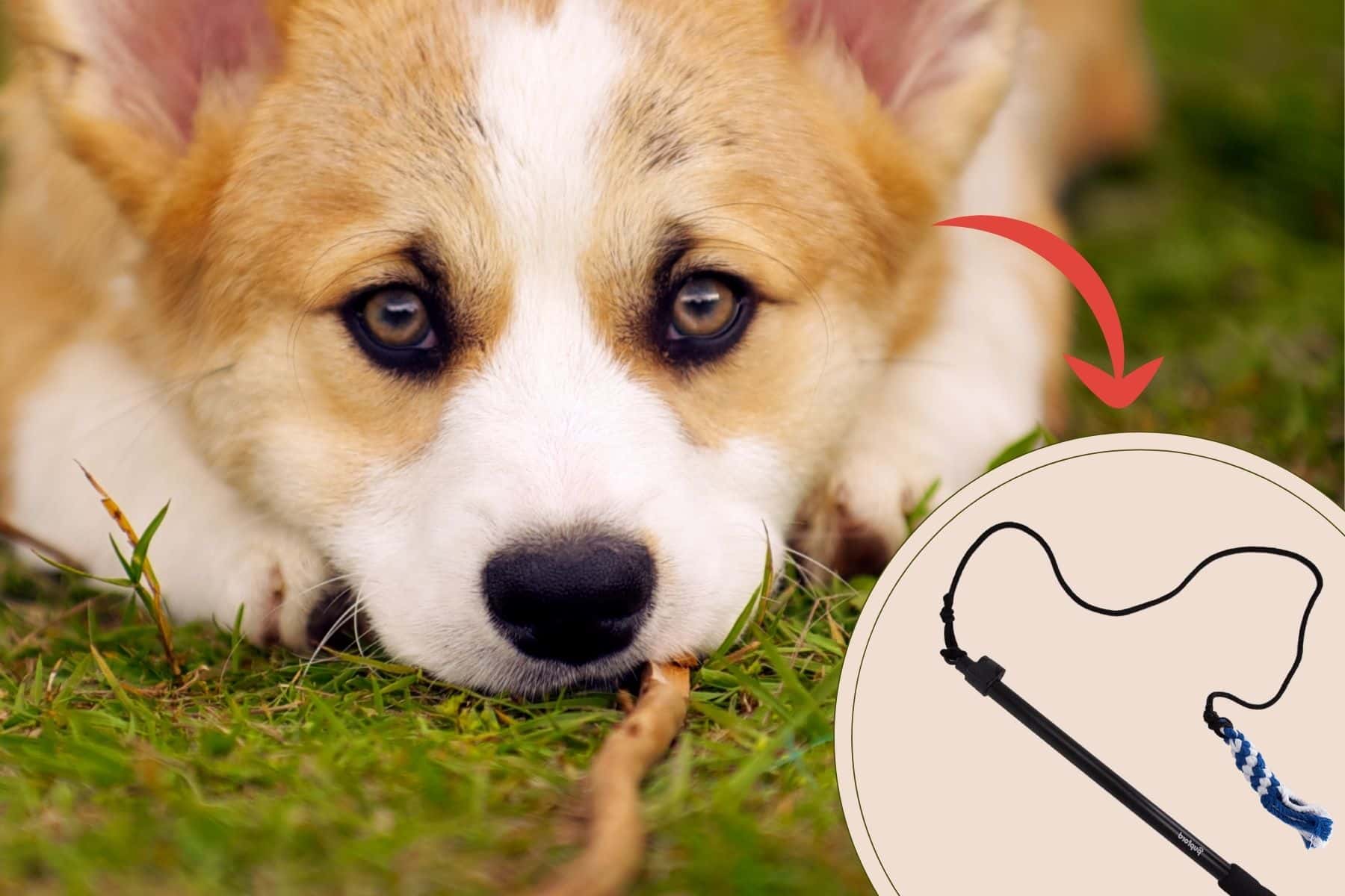 Flirt Pole for Corgis: A Guide for Dog Owners - MyFavCorgi