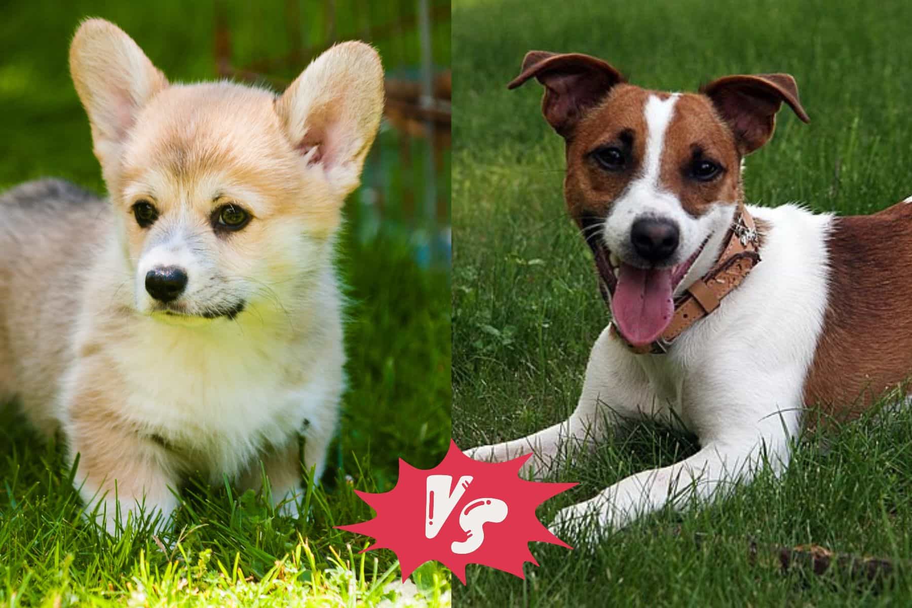 Jack Russell Corgi Mix